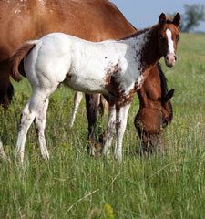 Sheldak Ranch - 2014 Ima Cool Kelo Foals for sale