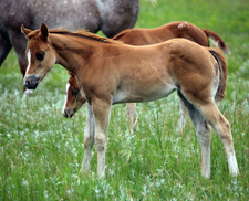 Sheldak Ranch - 2014 Ima Cool Kelo Foals for sale